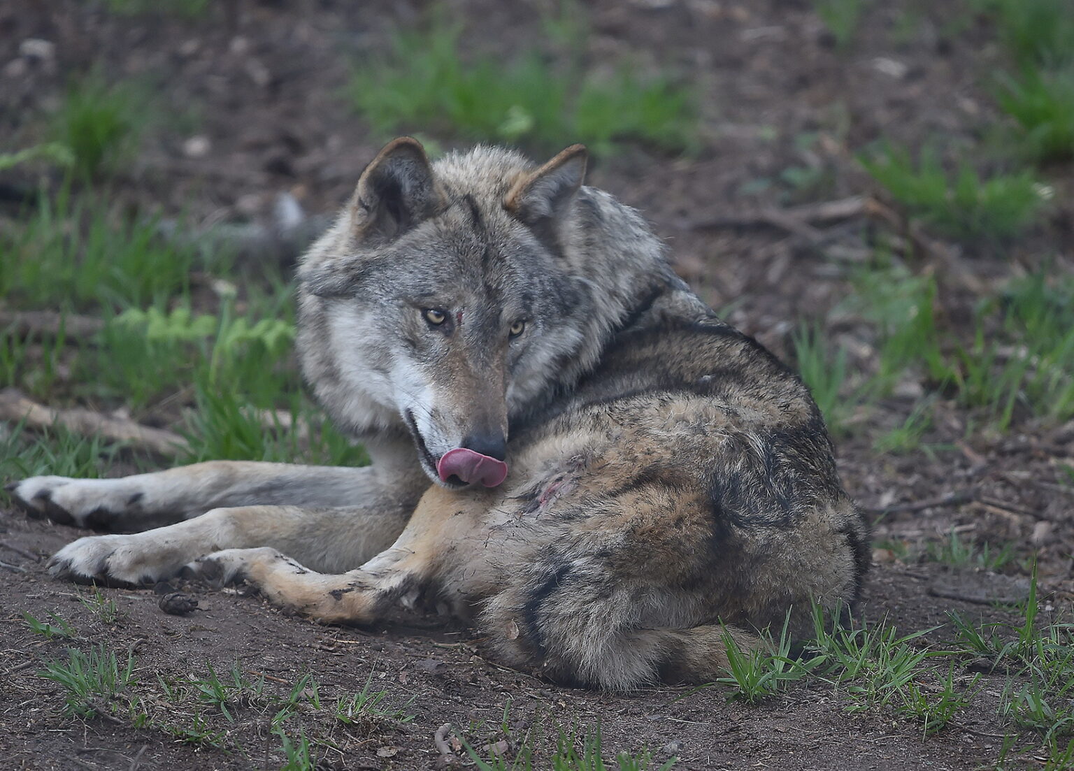 Unsere Pressemitteilung zum Fall des angeschossenen Wolfs in Thüringen
